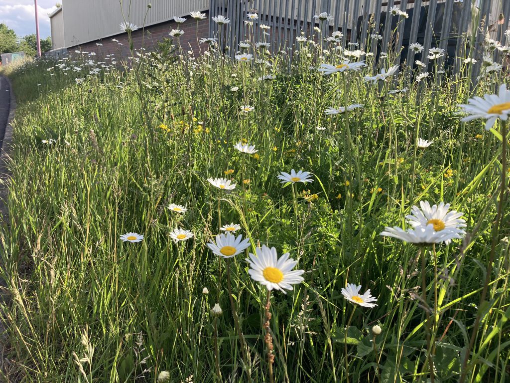Roadside verges are bursting with the natural beauty of wildflowers and ...