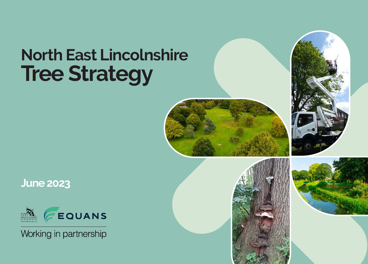 Have your say on plans on how we plant and look after trees in North ...