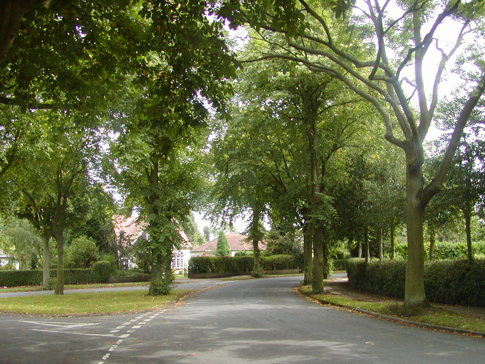 Tree Strategy adopted by cabinet as ‘Greening Up Our Place’ project ...