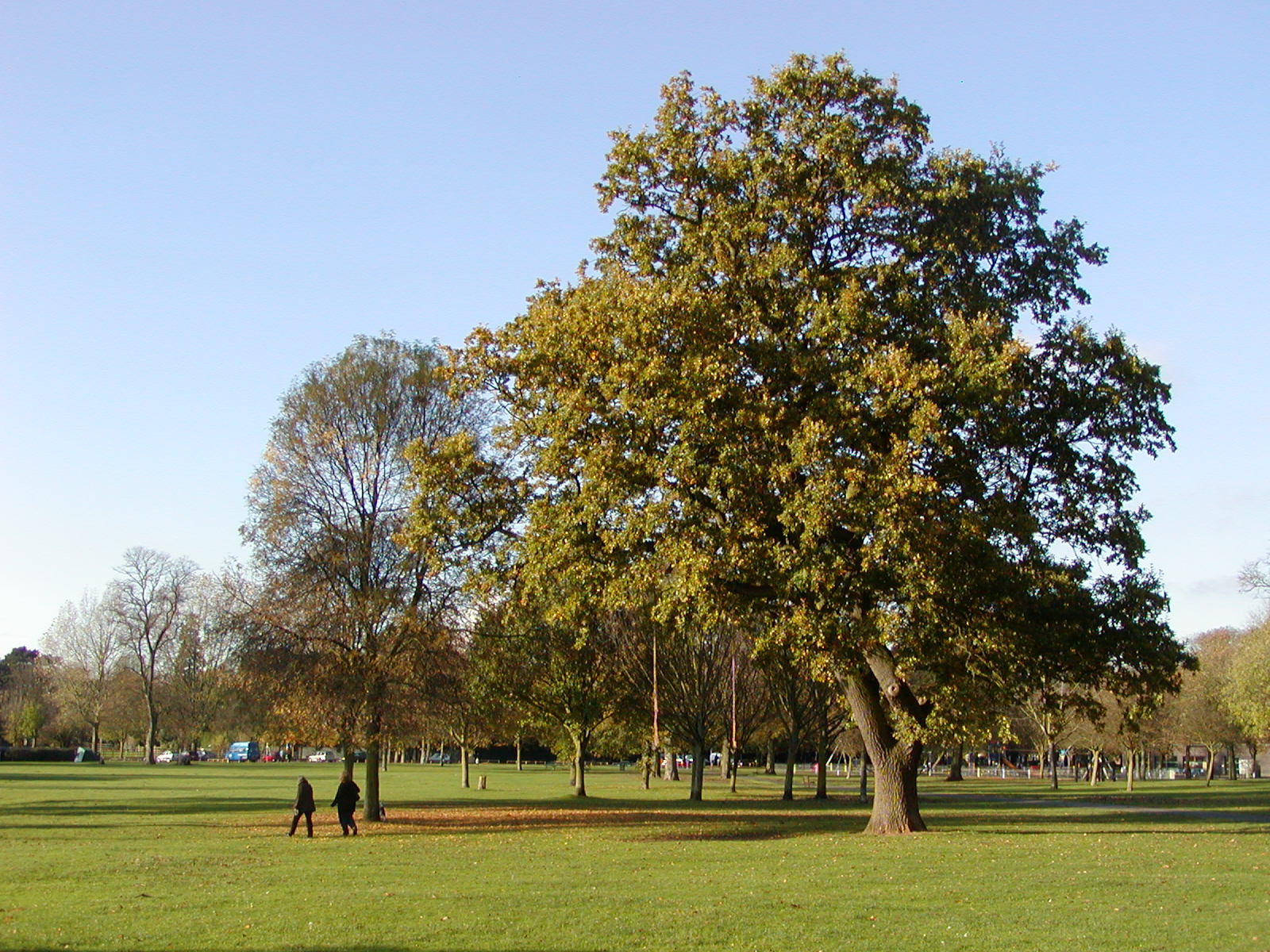 Tree Strategy adopted by cabinet as ‘Greening Up Our Place’ project ...