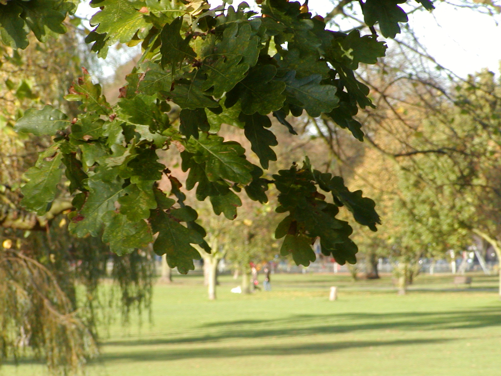 Tree Strategy adopted by cabinet as ‘Greening Up Our Place’ project ...