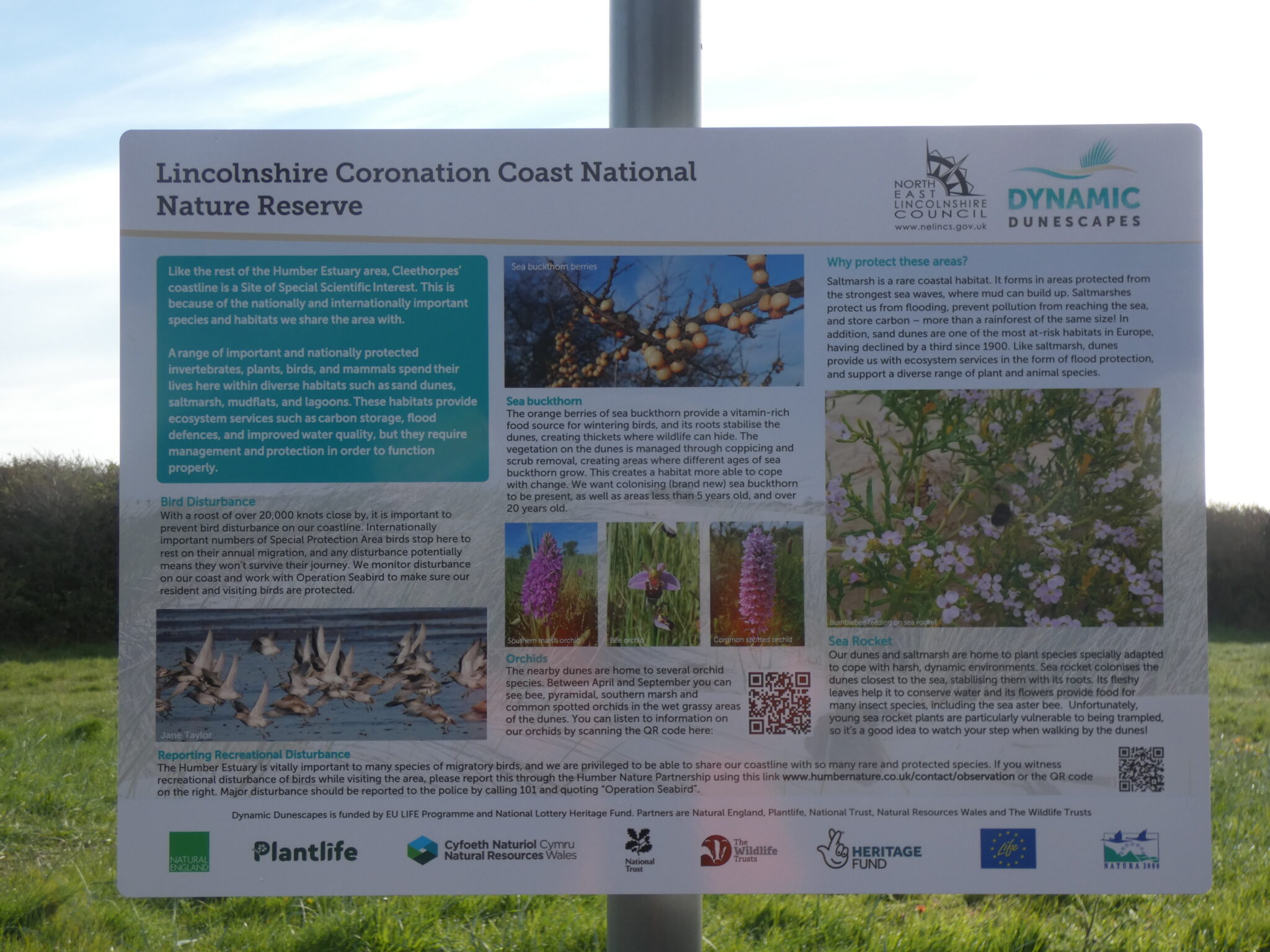 New signs show how important Cleethorpes is as a wildlife haven | NELC