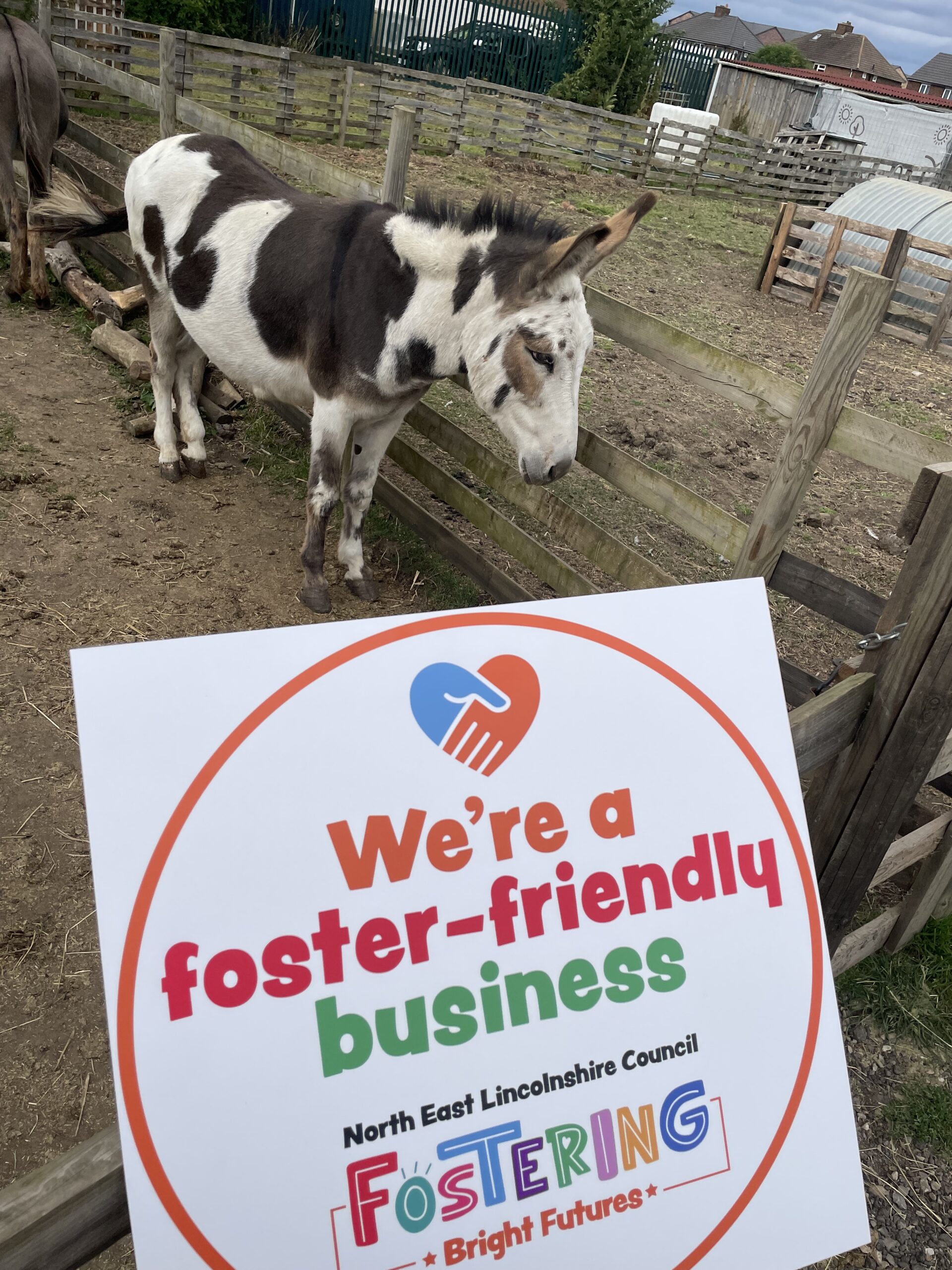 Conker the donkey lends support to foster carer recruitment campaign | NELC