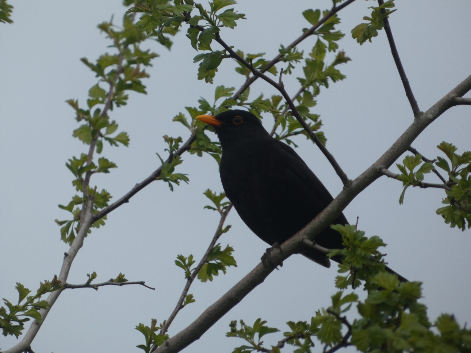 It’s back – pull up a chair and take part in the Big Garden Birdwatch ...