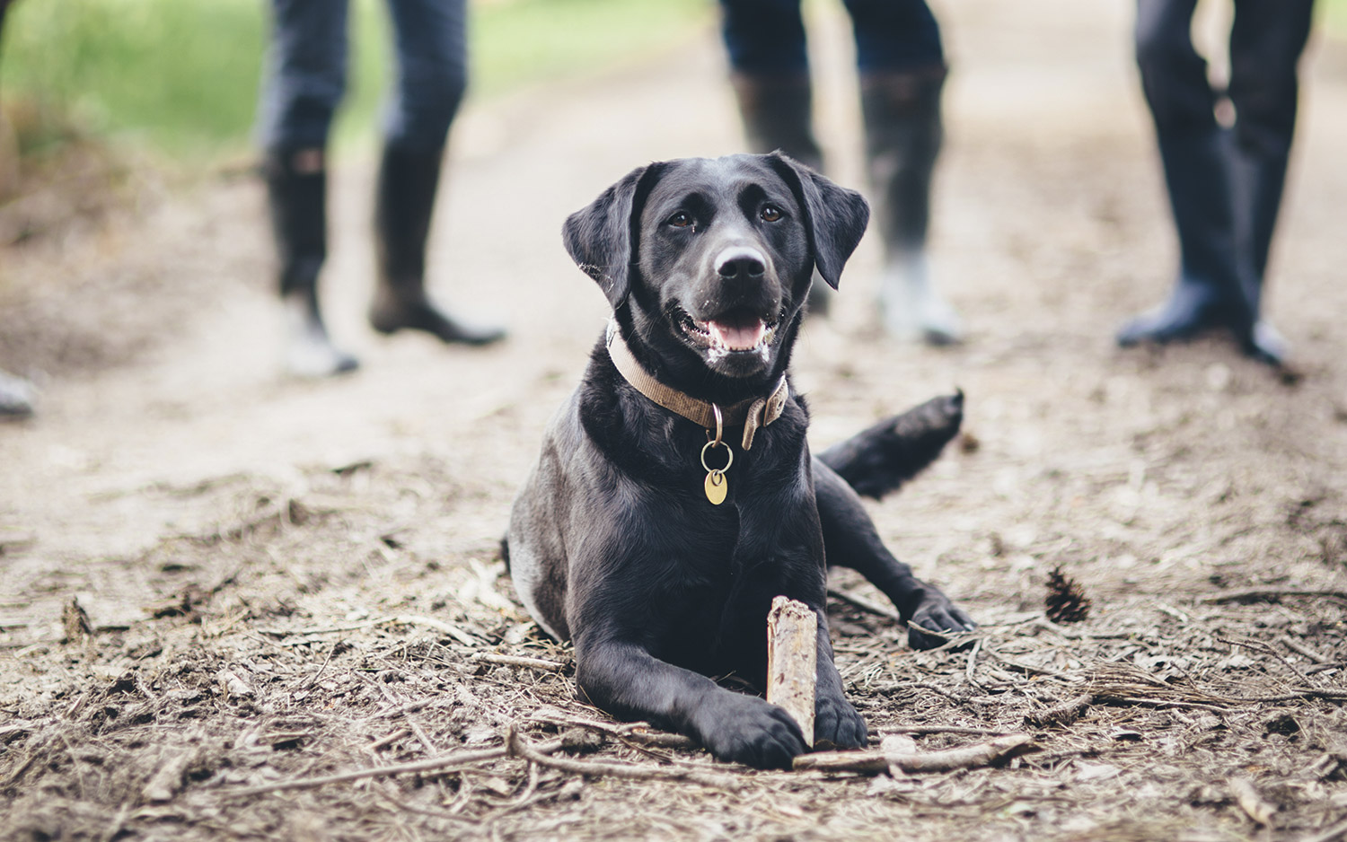 Lead the way with responsible dog ownership! | NELC